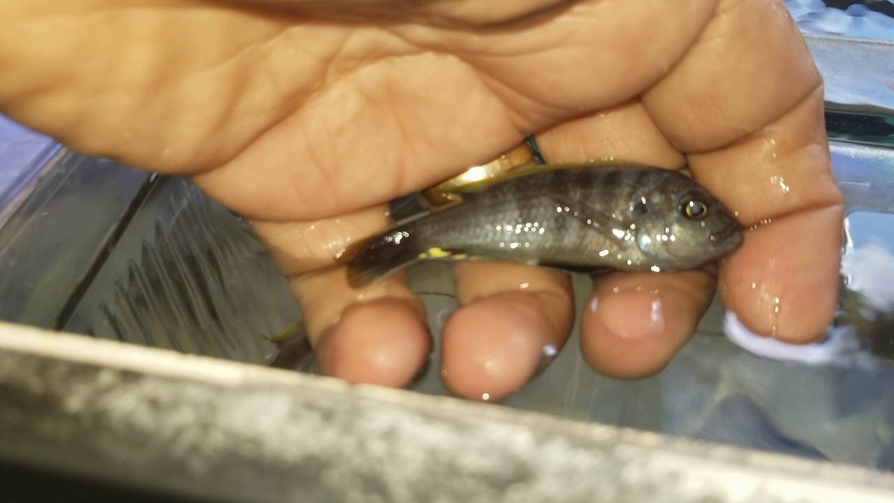 Cynotilapia aurifrons Mphanga Rocks (Colony) - YouTube