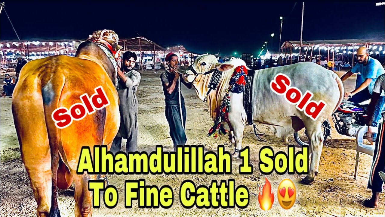 Alhamdulillah One Bull Sold To Fine Cattle Farm 😍 ️ | AR Maani - YouTube
