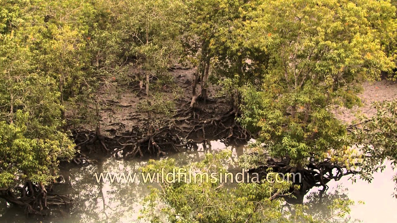 Dense mangroves of the Sundarbans: aerial view - YouTube
