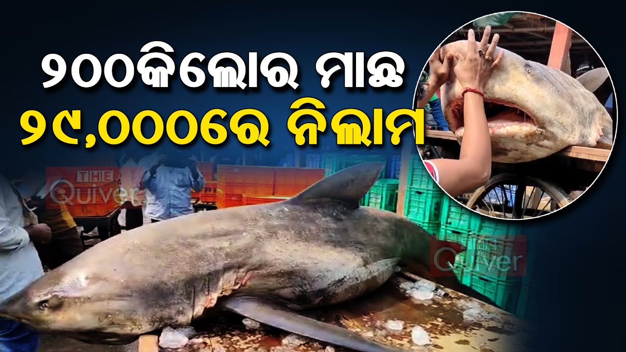 ୨୦୦ କିଲୋର ମାଛ: ୨୯,୦୦୦ରେ ନିଲାମ | 200 KG Big Fish Caught in Bhograi Block ...