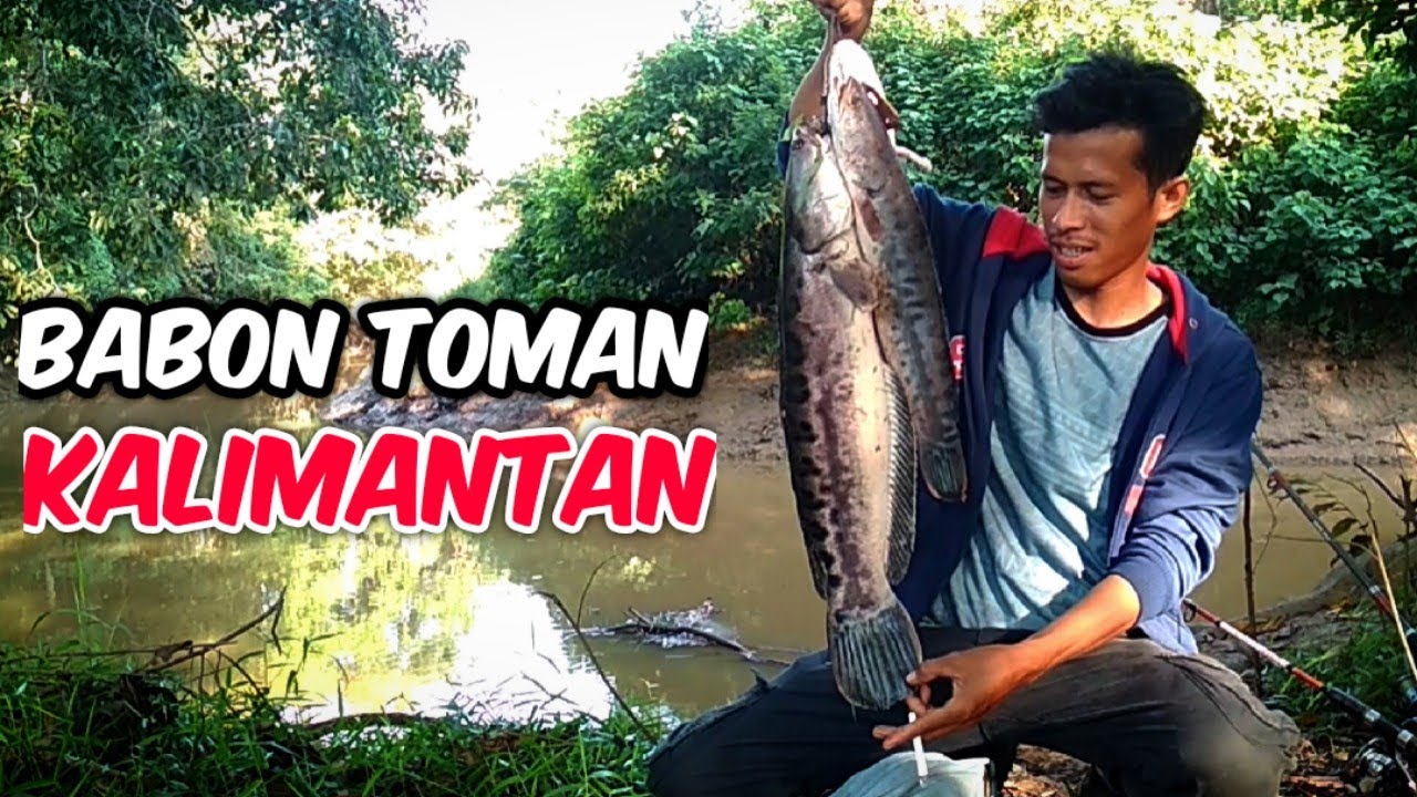 mancing toman terbesar kalimantan selatan #mancingtoman - YouTube