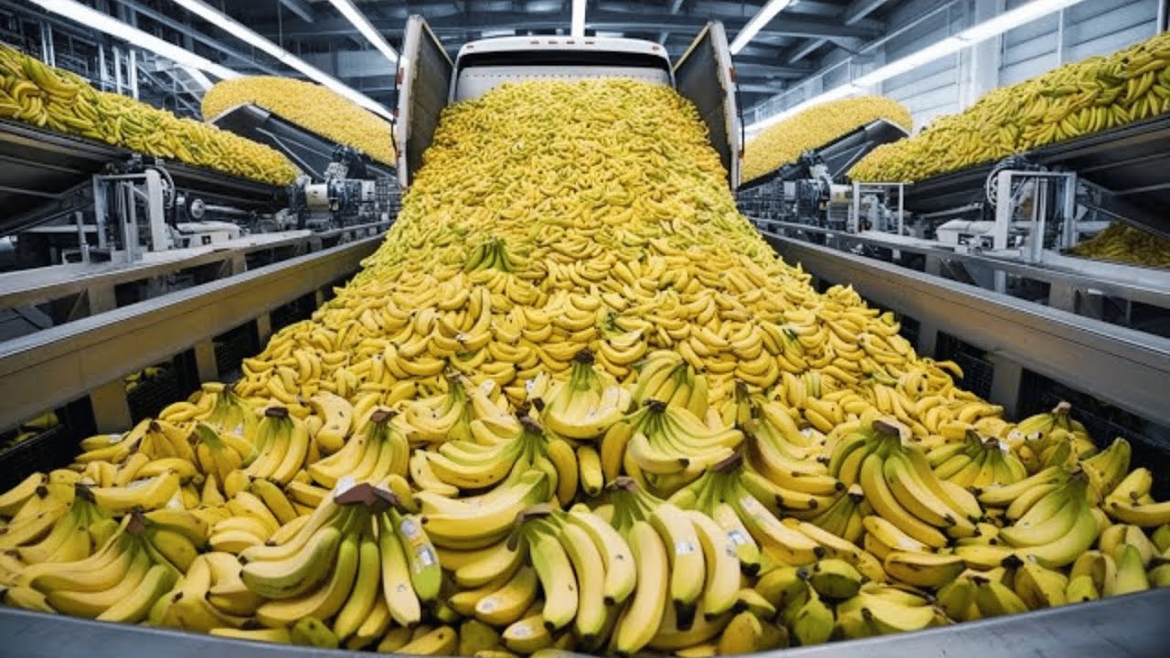 How Millions of Bananas Are Grown, Harvested & Processed Daily - YouTube