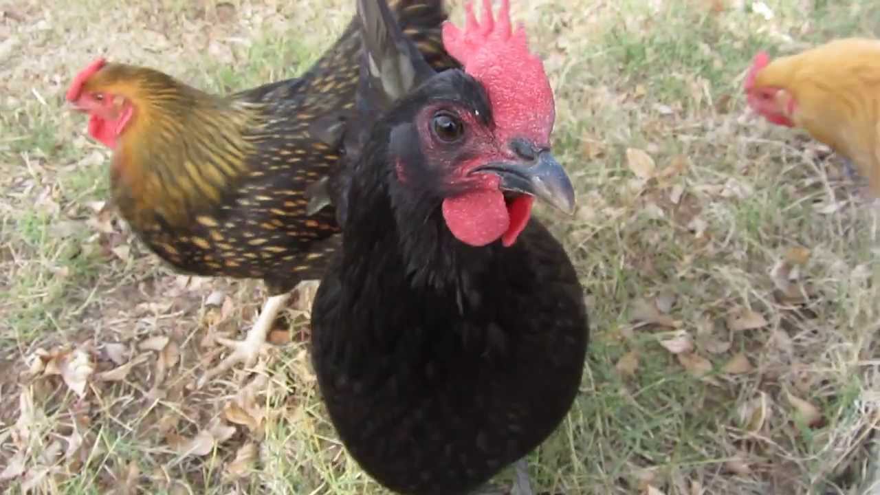 Hill chickens - YouTube