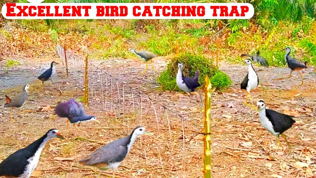 Excellent Bird Hunting Trap | Easy Way To Hunt Birds | Bird Trap | Bird ...