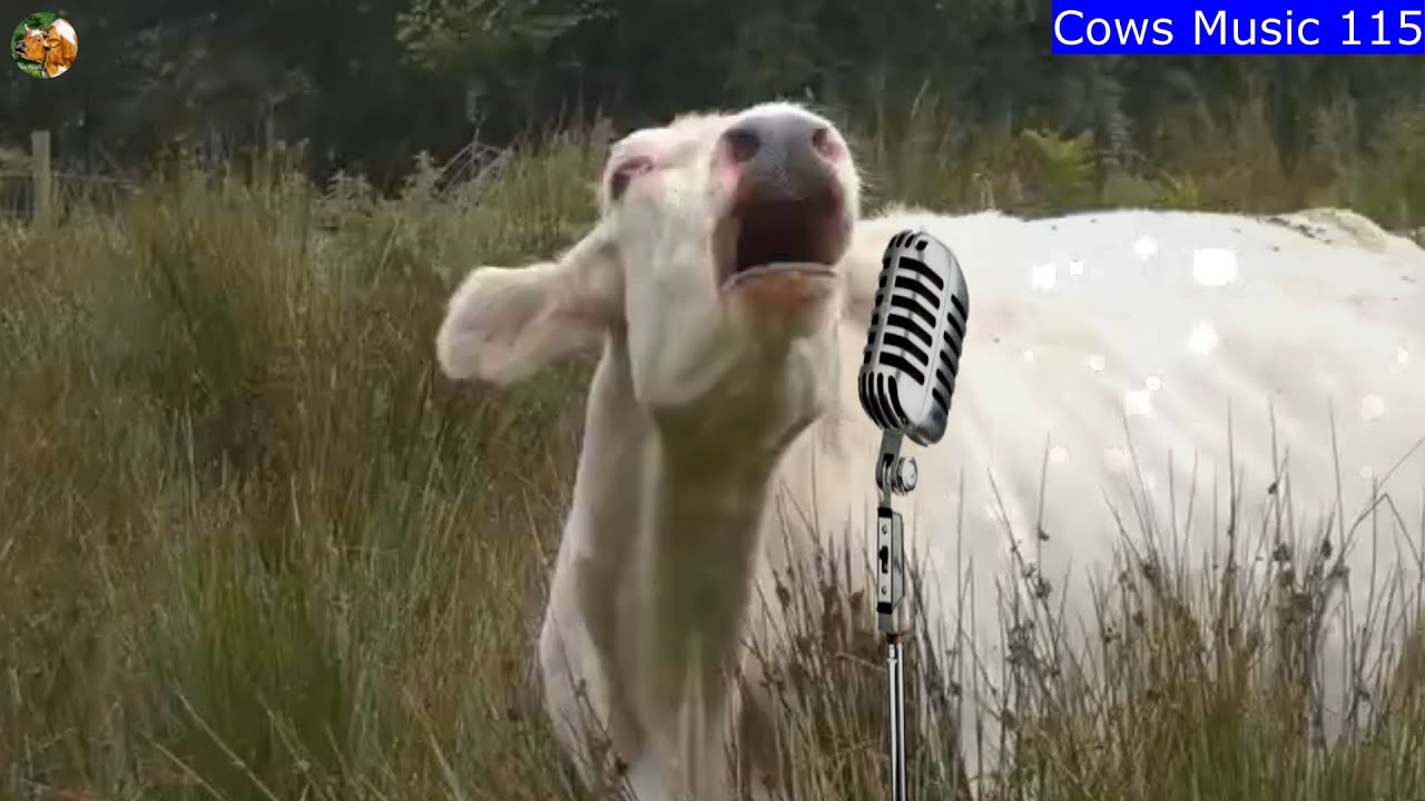 FUNNY COW DANCE 115 | COW SONG WITH COW VIDEOS | CUTE COW | FUNNY COWS ...