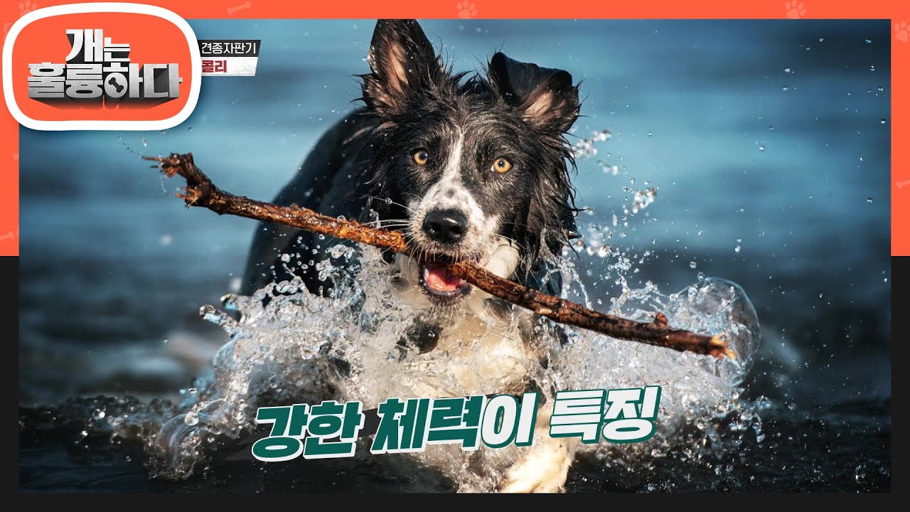 오늘의 고민견은 양몰이 목양견 출신의 영리한 사냥개! 보더콜리! [개는 훌륭하다/Dogs Are Incredible] | KBS ...