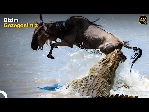 Timsah, Antilop'a Saldırdı! | Tehlikeli Türler | 9 . Bölüm FULL HD 4K  İzle