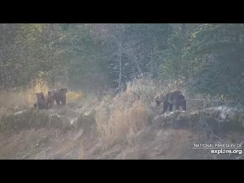 Katmai Brooks River , RF cam. Bear 480, Otis, gives always space to the ...