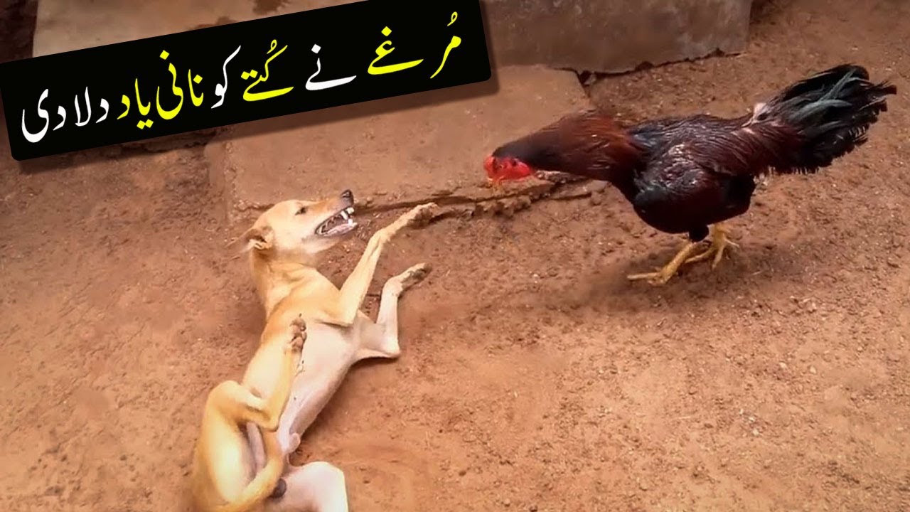 Murghy Ny Kotty Ko Nani Yad Karady | Rooster vs dog | Animals Funny ...