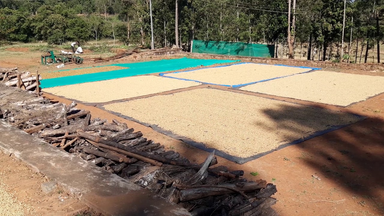 Coffee drying yard in India - YouTube