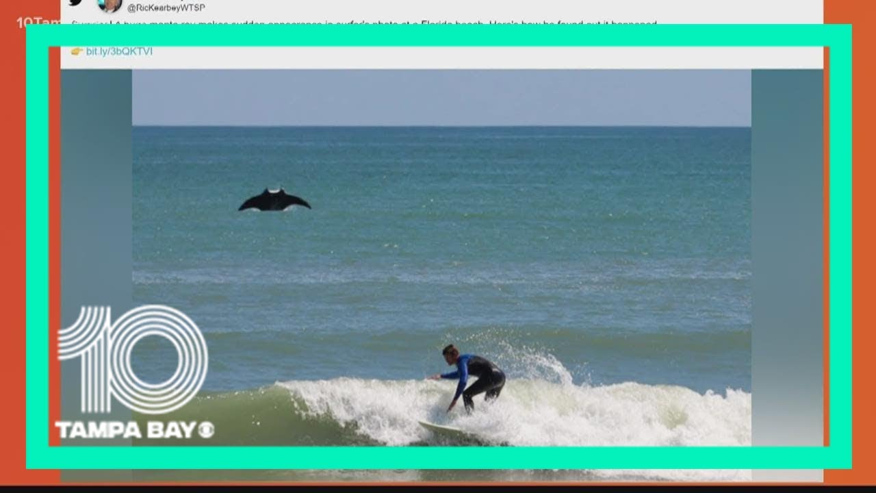 Manta ray photobombs a surfer - YouTube