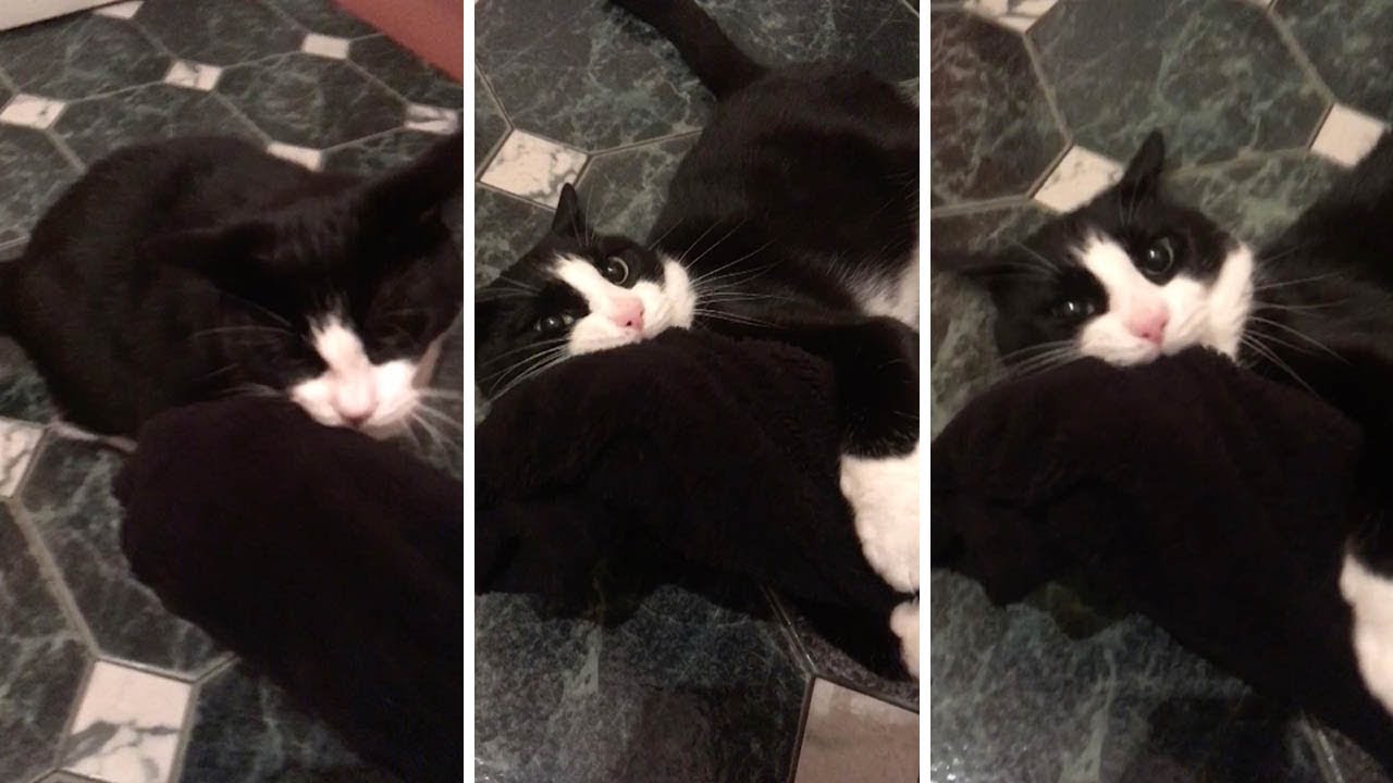 Cute Cat Clings Onto Owners Arm - YouTube