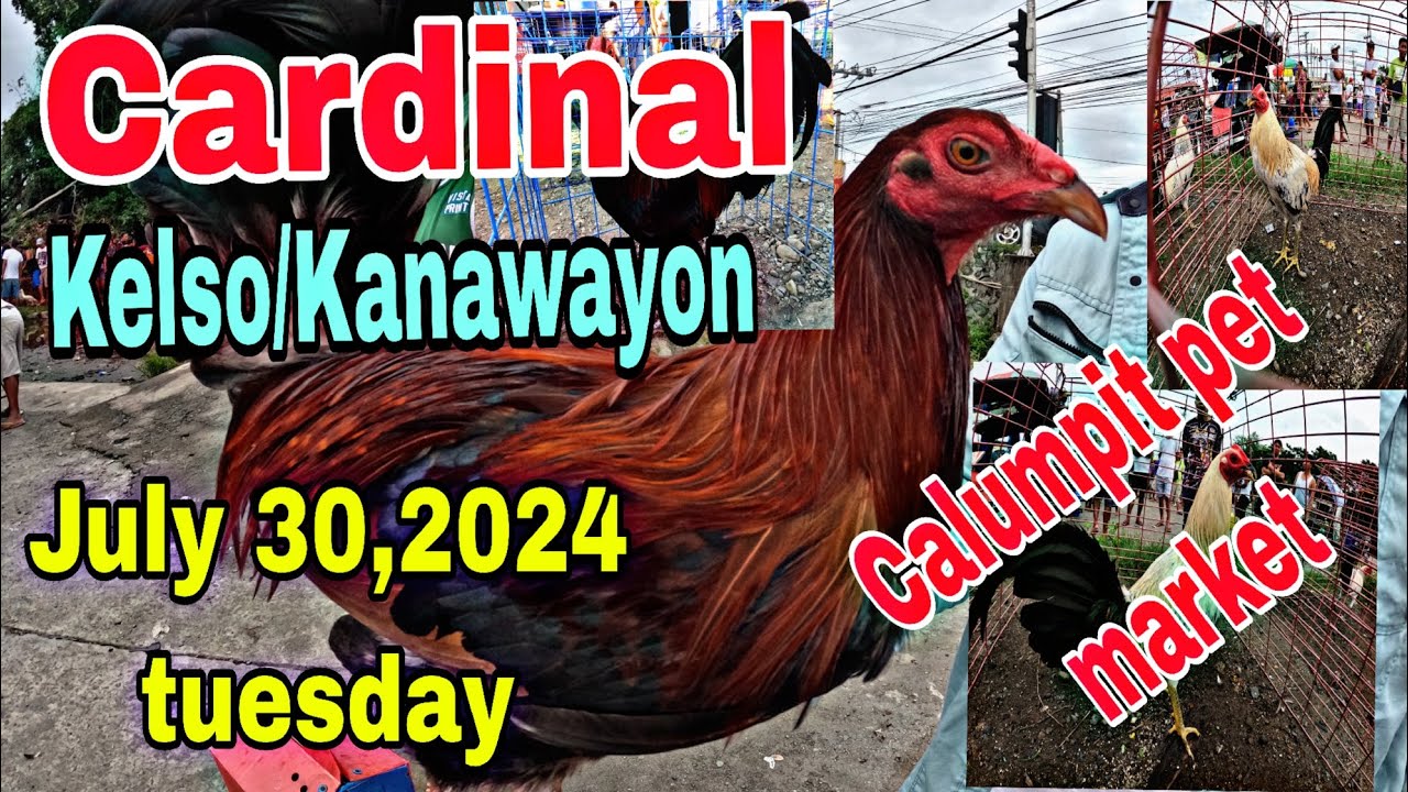 Cardinal/Kelso/Kanawayon,July 30 2024 tuesday Calumpit pet market - YouTube