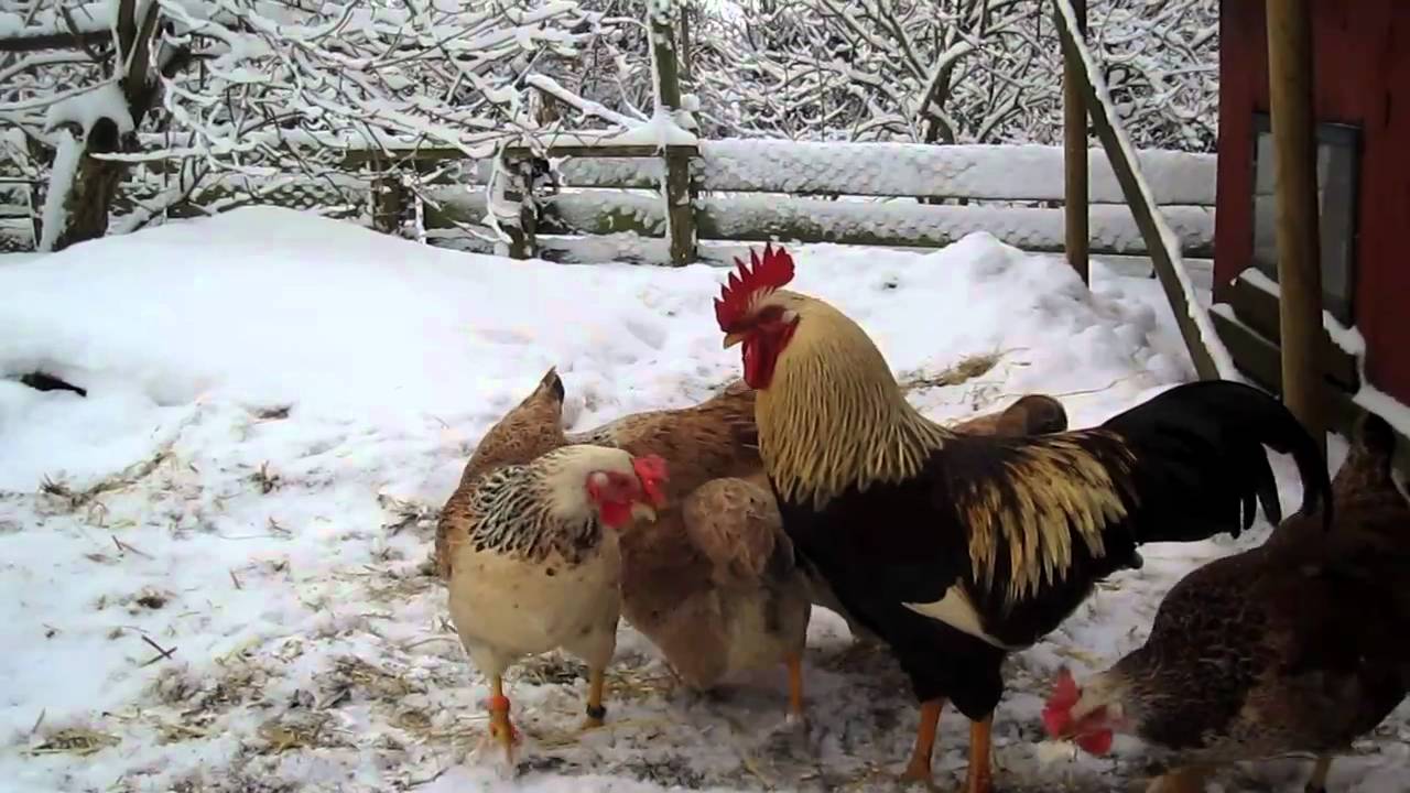 Agenthøns i sneen - Agent-chickens in the snow - YouTube