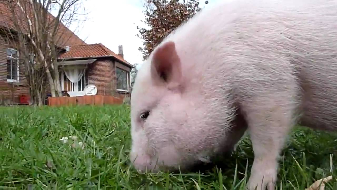 Minipig Ferkel im Garten - YouTube