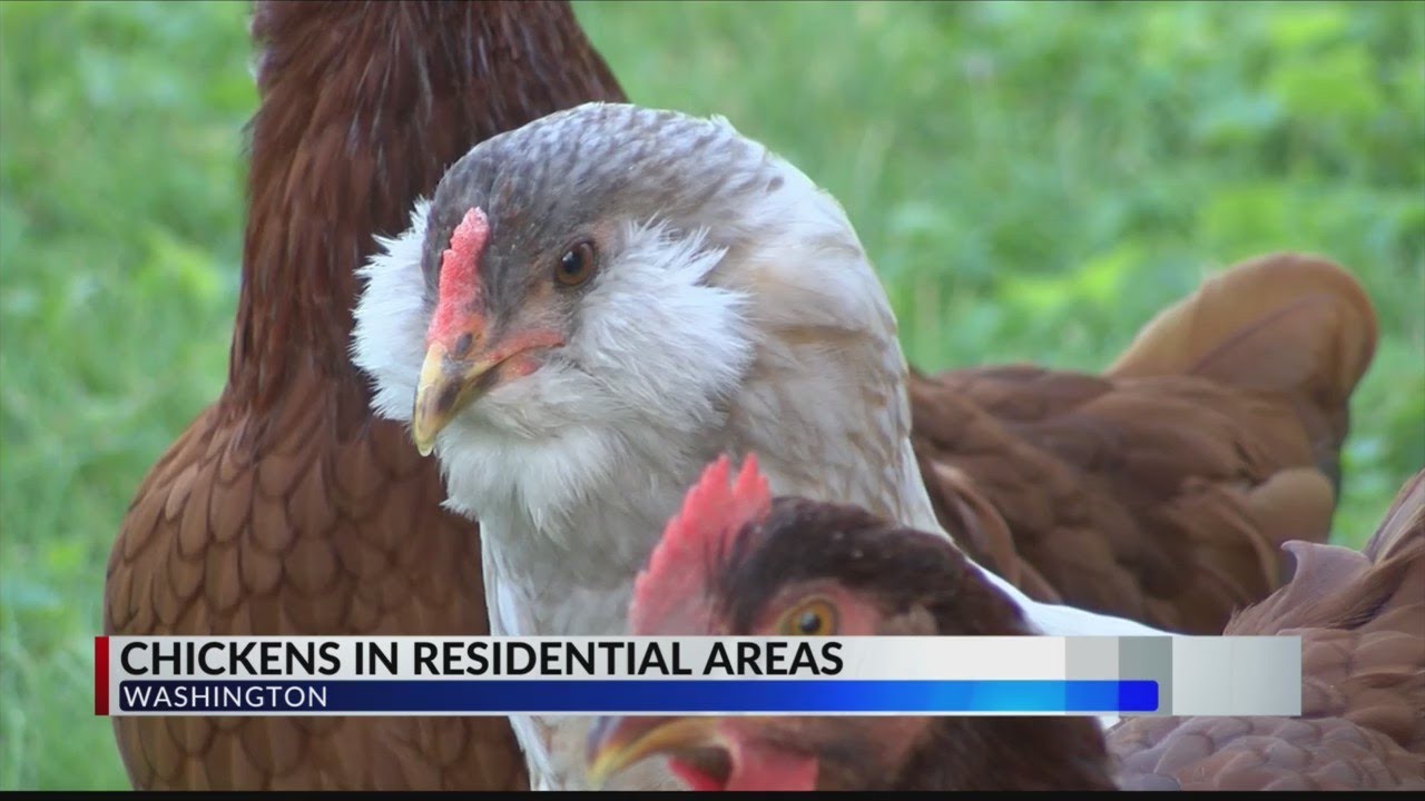 Washington Chickens - YouTube
