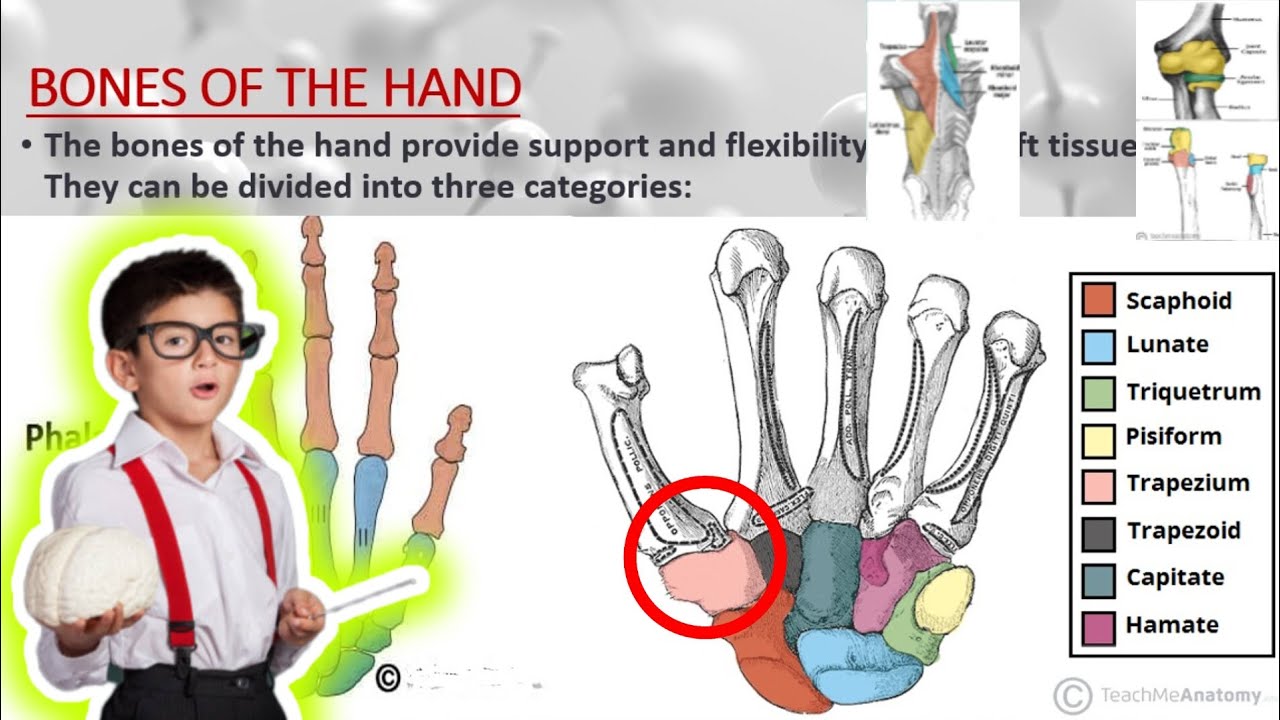 Upper limb anatomy - summary - YouTube