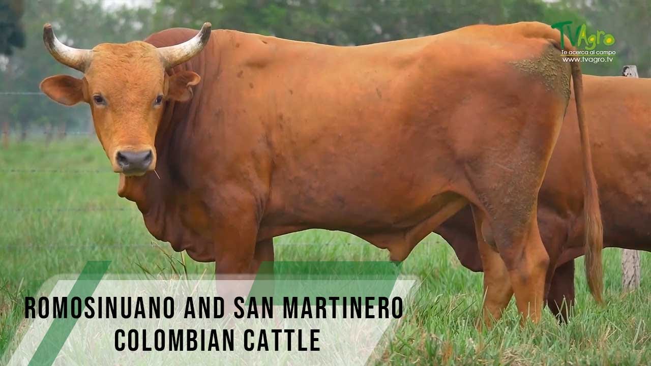 Romosinuano and San Martinero Colombian Cattle - TvAgro By Juan Gonzalo ...
