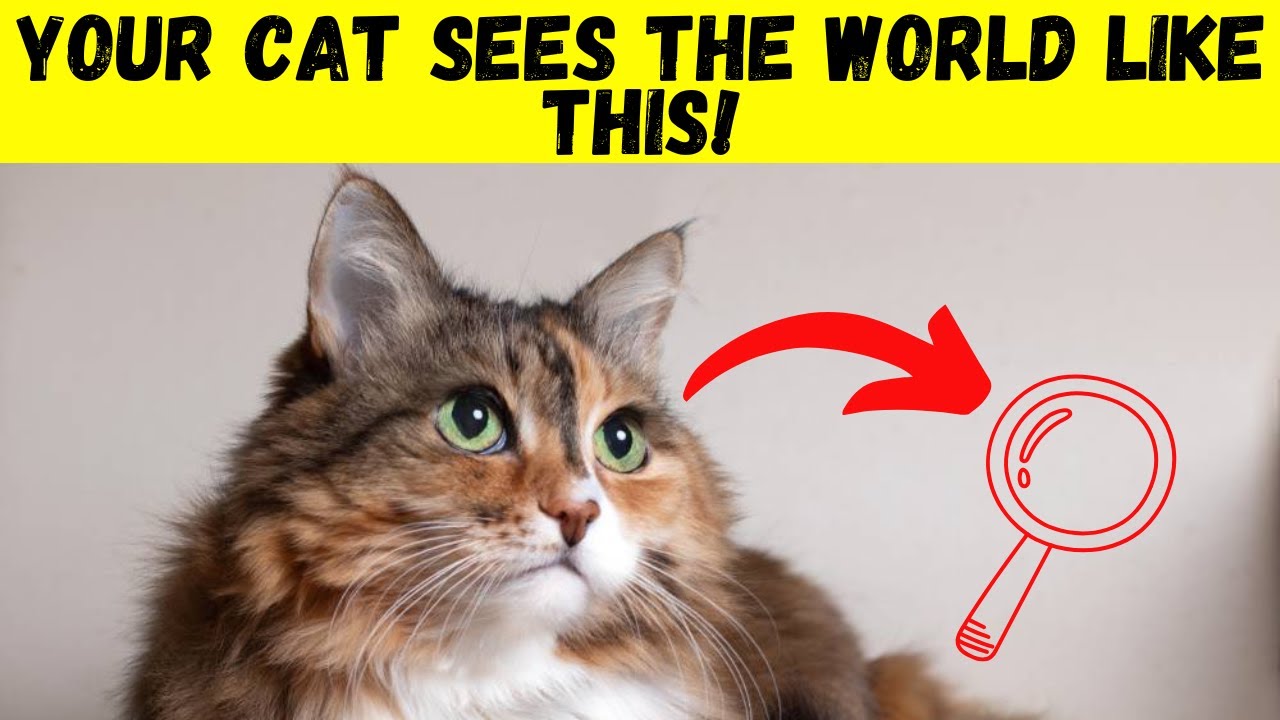How Do Cats See the World? Discover the Surprising Feline Vision! - YouTube