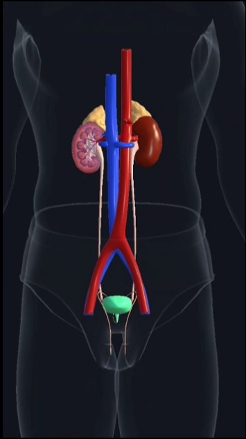 3D education Human urinary system class 11th excretory products and ...