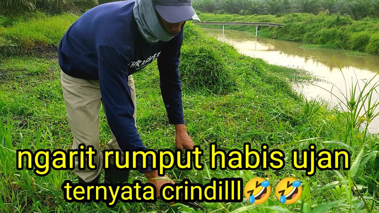 ngarit rumput habis ujan - YouTube
