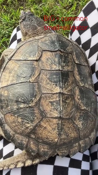Alligator snapping turtle vs Common Snapping Turtle - YouTube