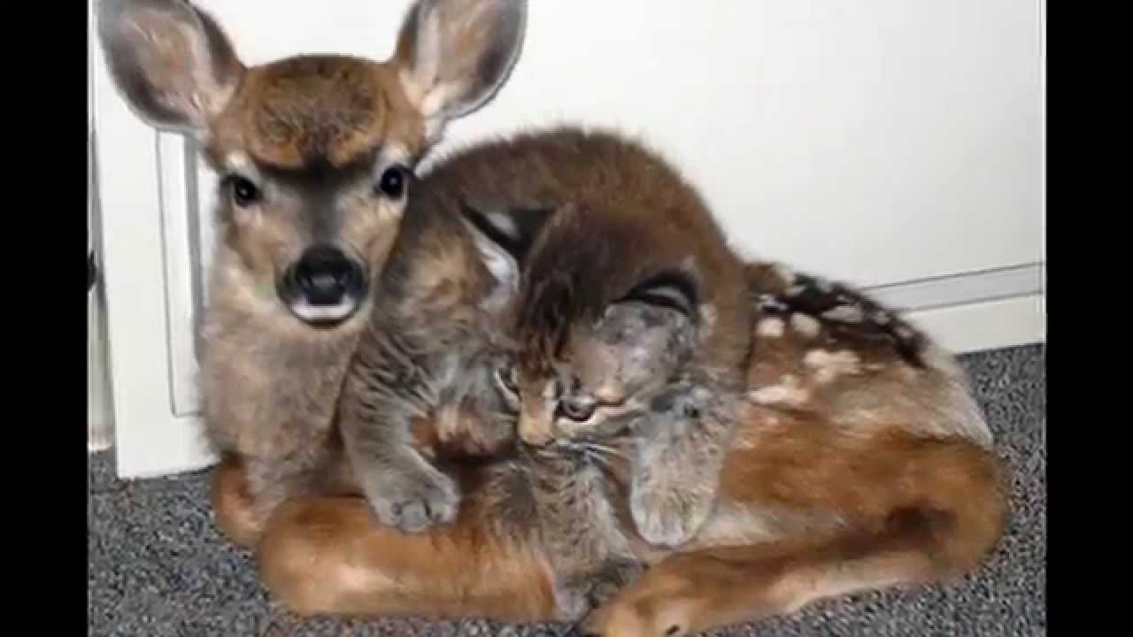 Cute Animal Pairs - YouTube