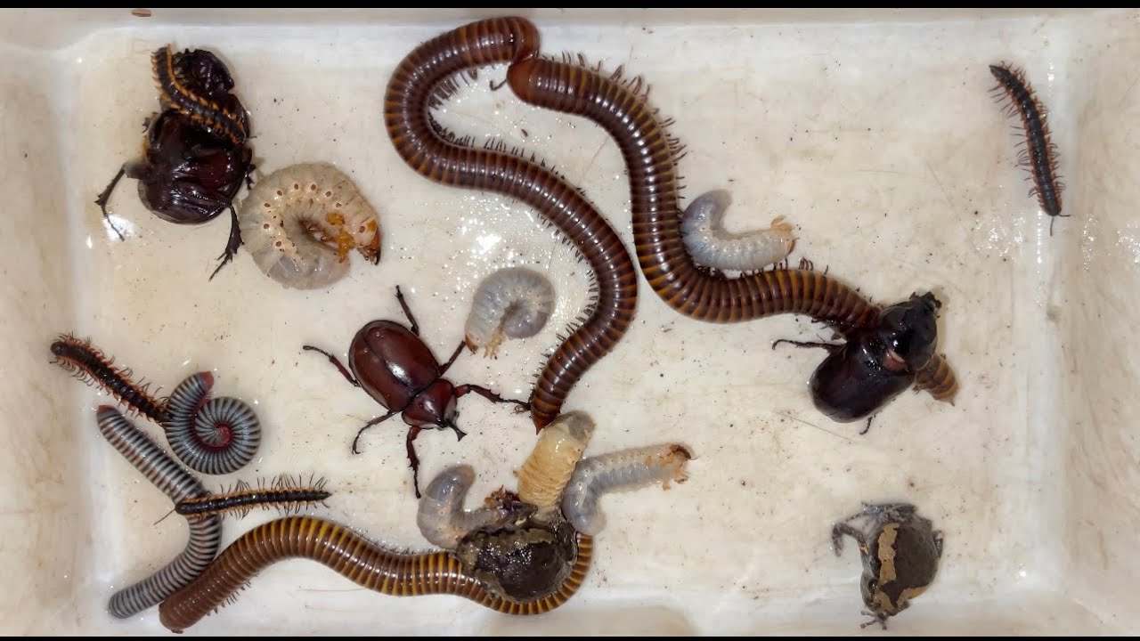 Catch Dang Beetle Captured White Beetles Grubs And Fold up Giant ...