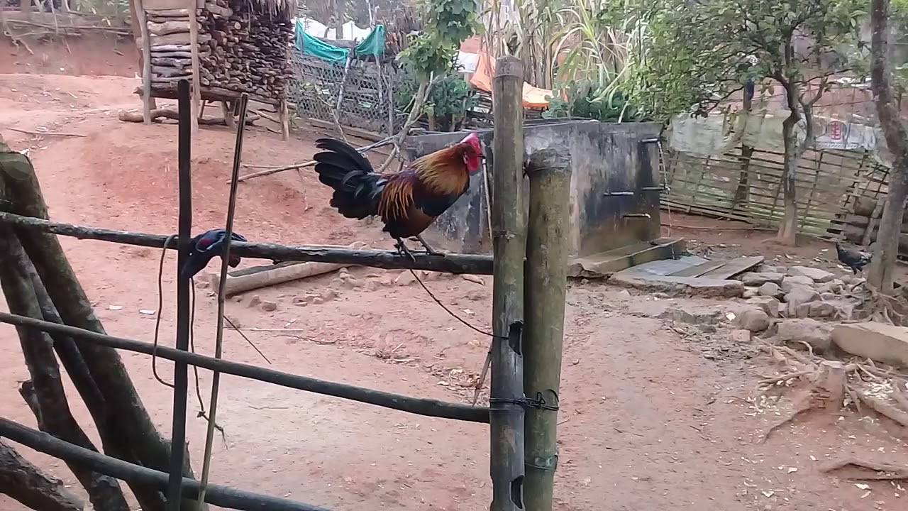 Qaib dib daj qua zoo heev 2019 - YouTube