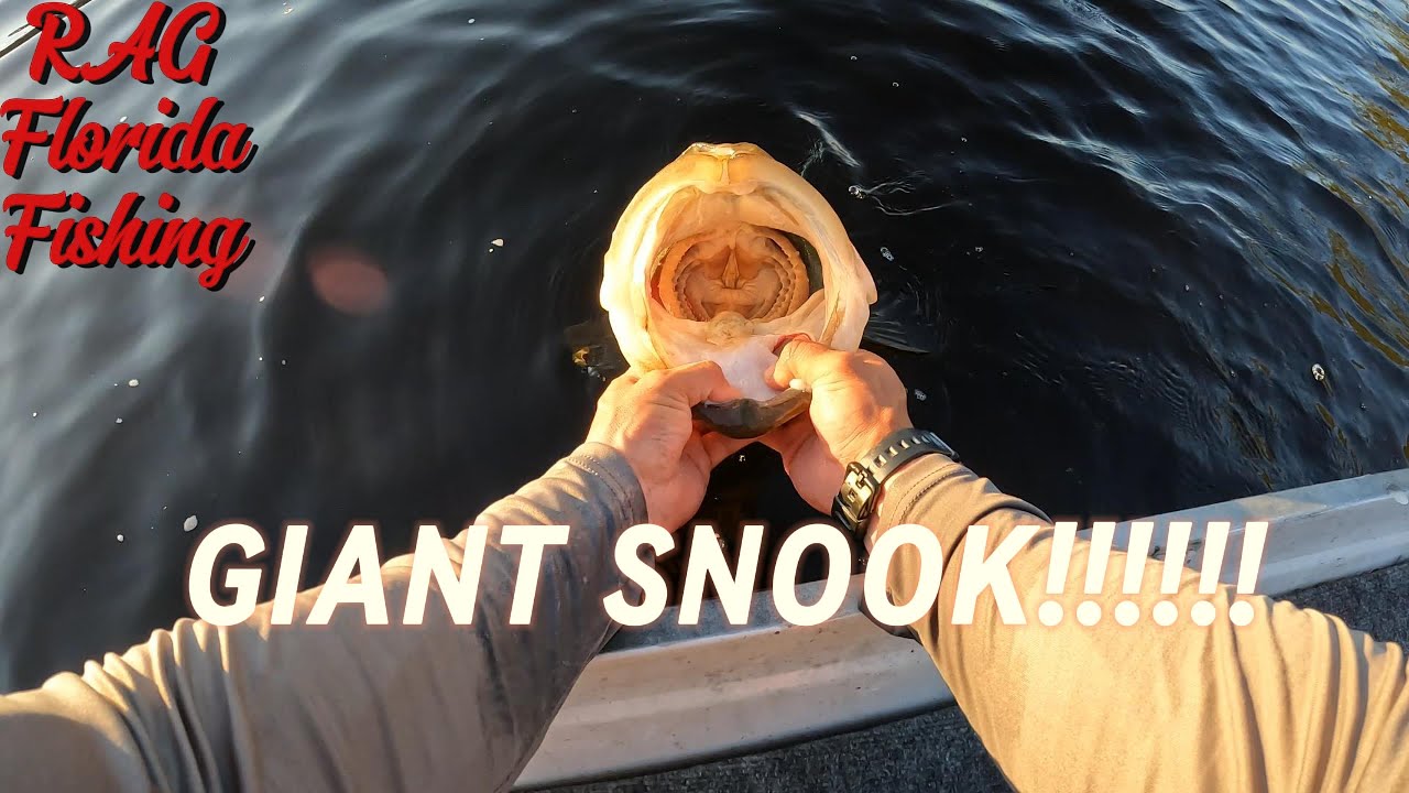 ENORMOUS SNOOK on a Little DOA Lure!!!! 43" SOUTH FLORIDA SNOOK ...