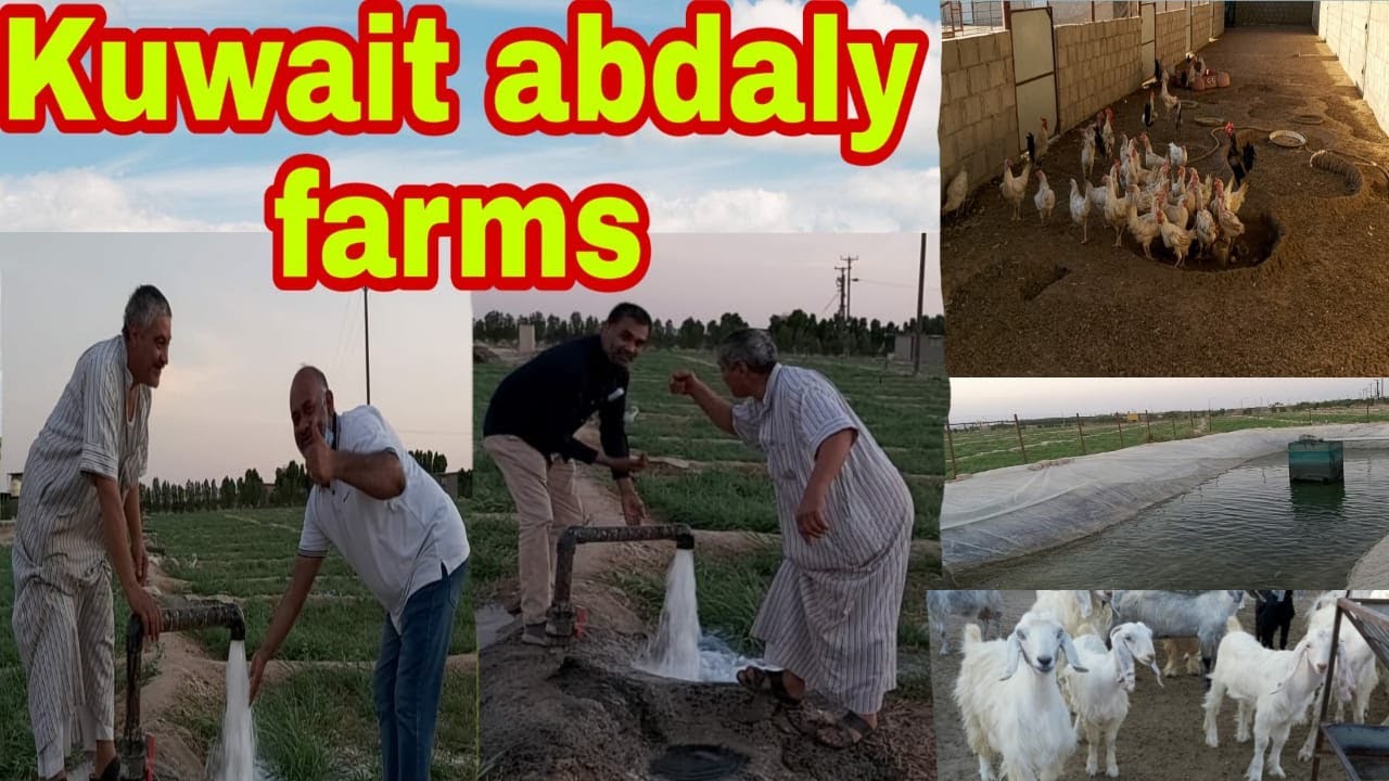 kuwait abdaly farms / కువైట్ అబ్దులి వ్యవసాయ భూములు - YouTube