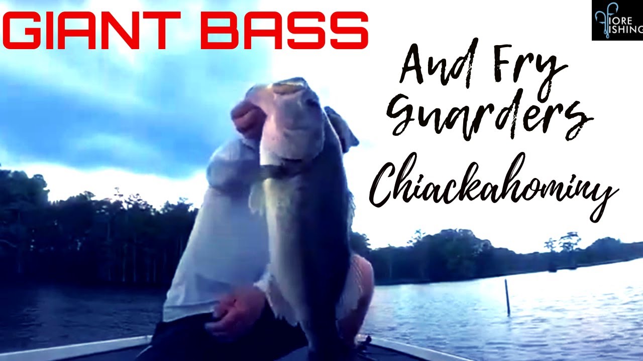 Chickahominy River Bass Fishing, (Chasing Fry Gaurders)!! - YouTube