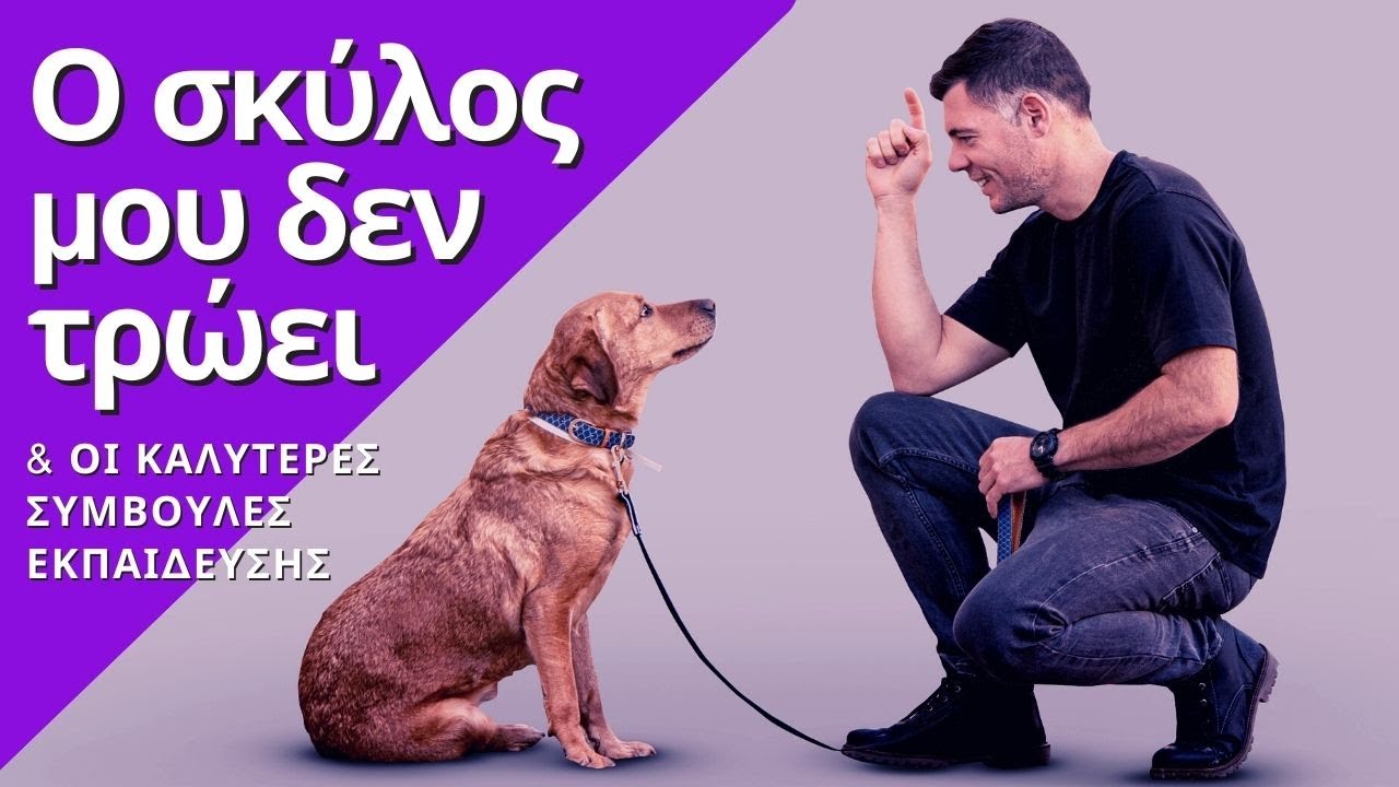 Γιατί ο σκύλος μου δεν τρώει & οι καλύτερες συμβουλές εκπαίδευσης ...