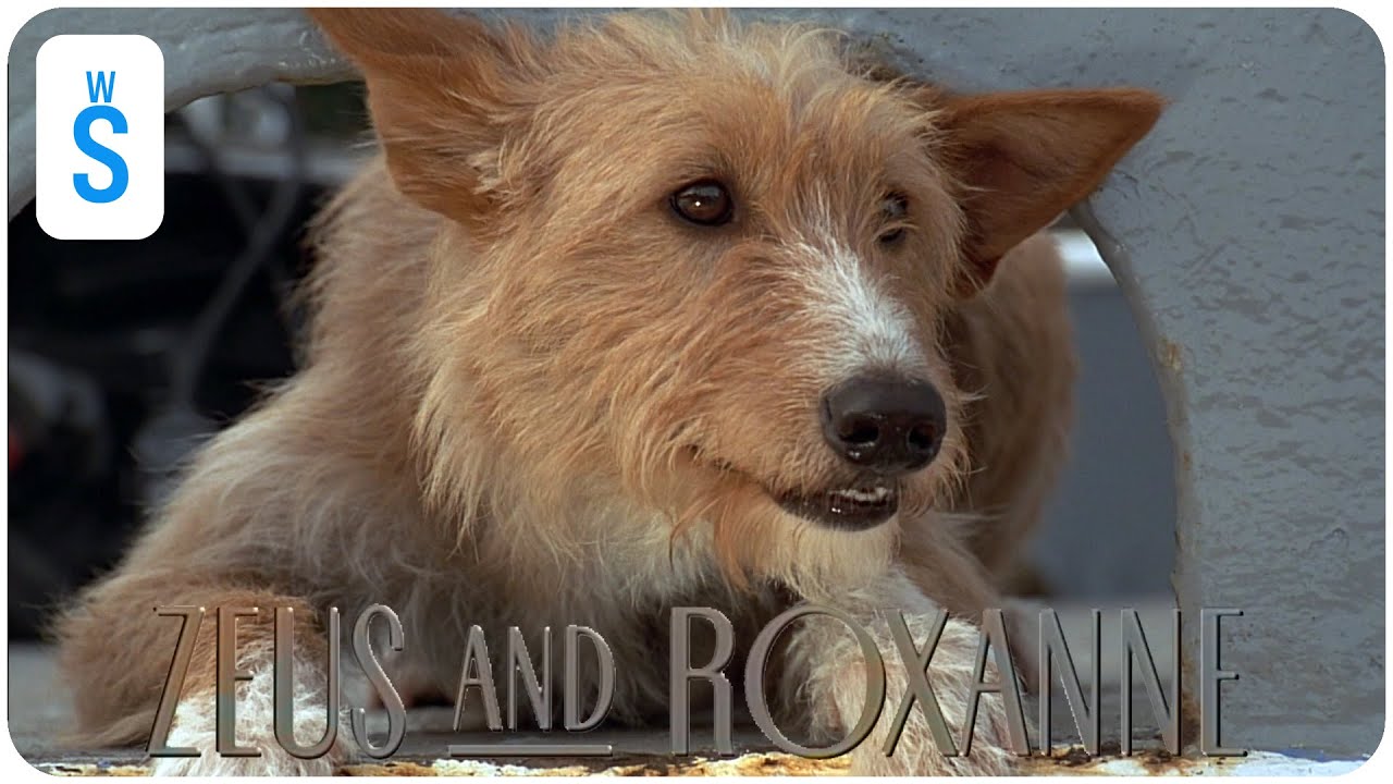 Zeus and Roxanne (1997) | Scene: Meet - YouTube