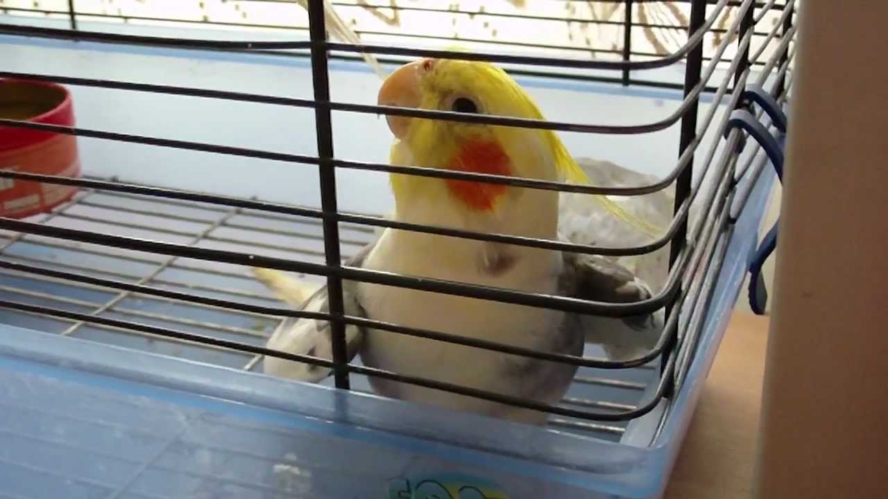 parrot nimfa - Papagalla - YouTube