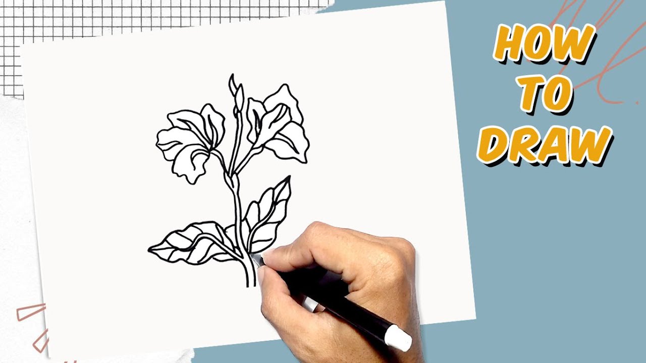 How to Draw Canna Flowers - YouTube