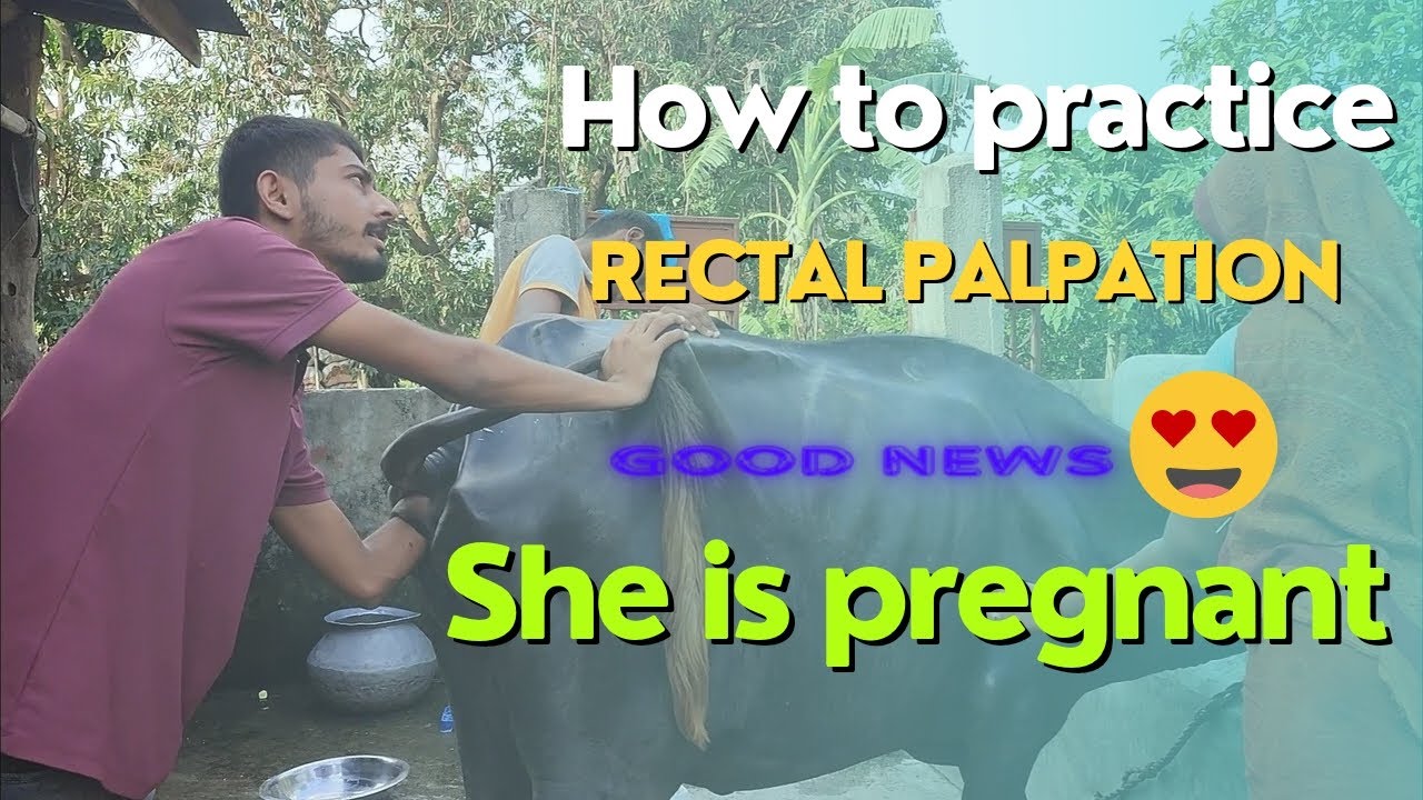 WoW 😲 She is pregnant || Rectal palpation of buffalo #vetshiksha # ...