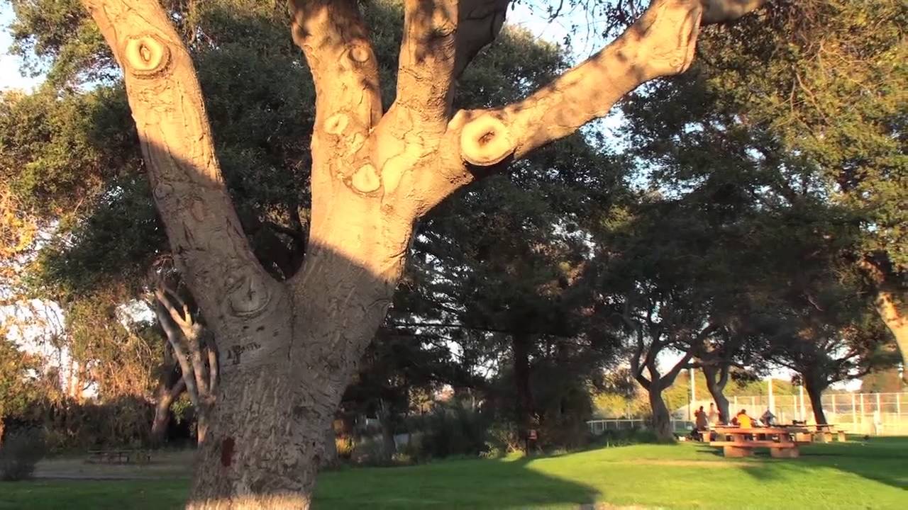 DANIEL EL NOBLE-TRAIGAN MAS BOTELLAS - YouTube