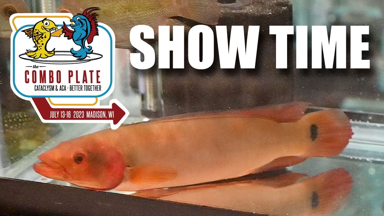 The Combo Plate 2023: American Cichlid Association's and Catfish ...