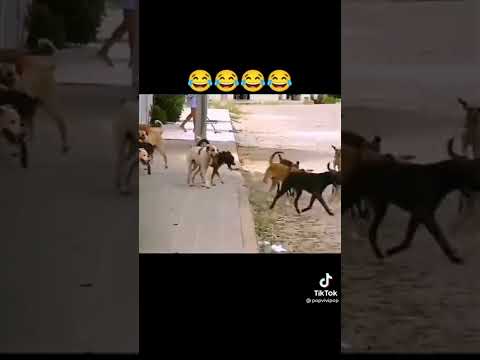 köpek ve Maymun savaşı
