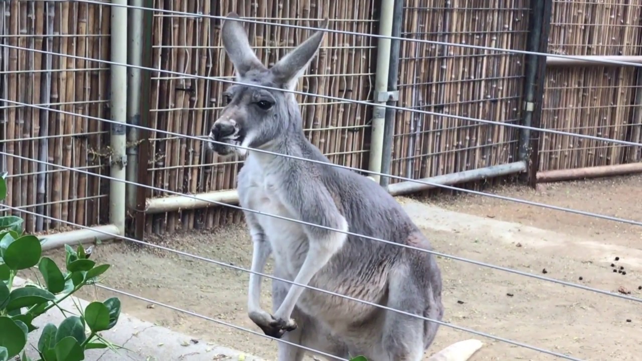 San Diego Zoo: Kangaroo at San Diego Zoo - YouTube