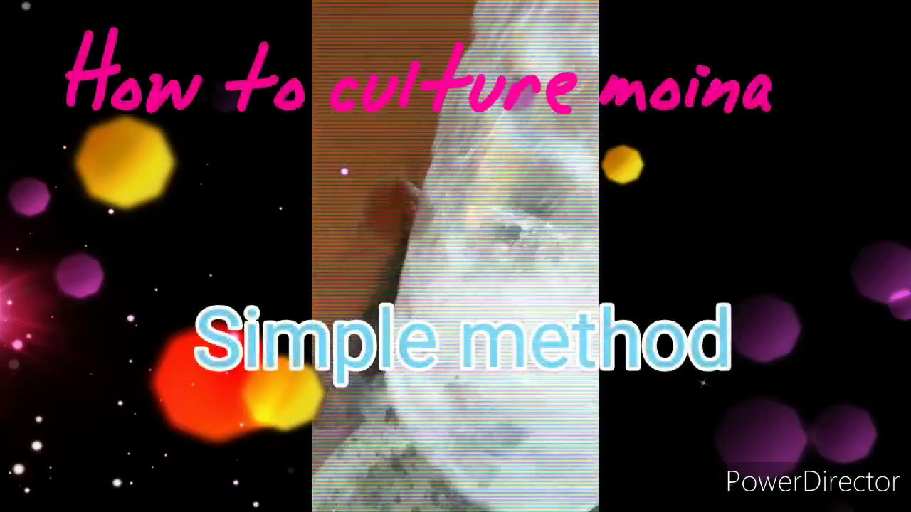 How to culture moina simple method - YouTube