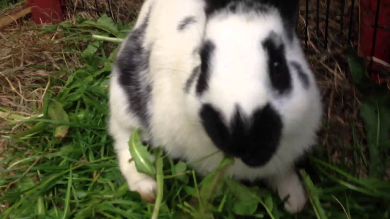 Drei Stallhasen zu verschenken - YouTube