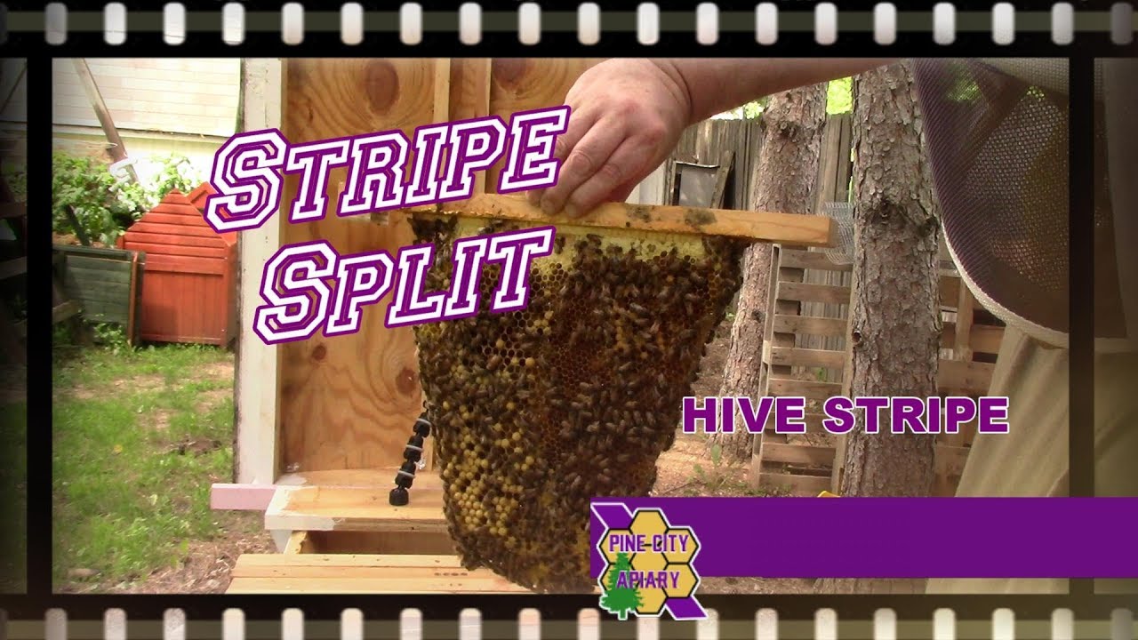 Stripe Split - Walk away split from a top bar hive - YouTube