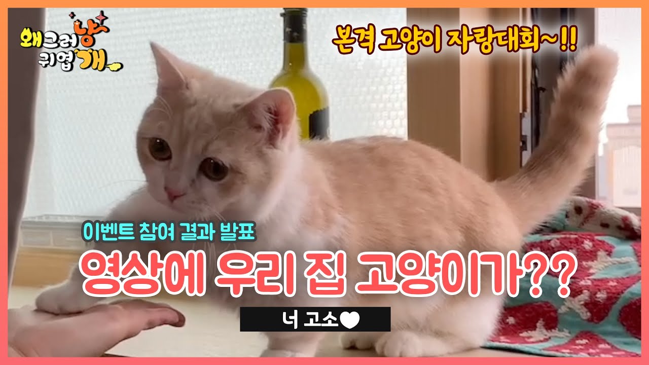 우리 집 고양이가 영상에 시청자 참여 이벤트 3탄 Youtube
