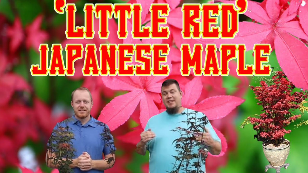 Acer Palmatum 'Little Red' Japanese Maple - YouTube