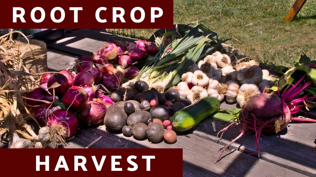 Bulb & Root Crop Harvest and immediate replanting (Sacramento zone 9B ...