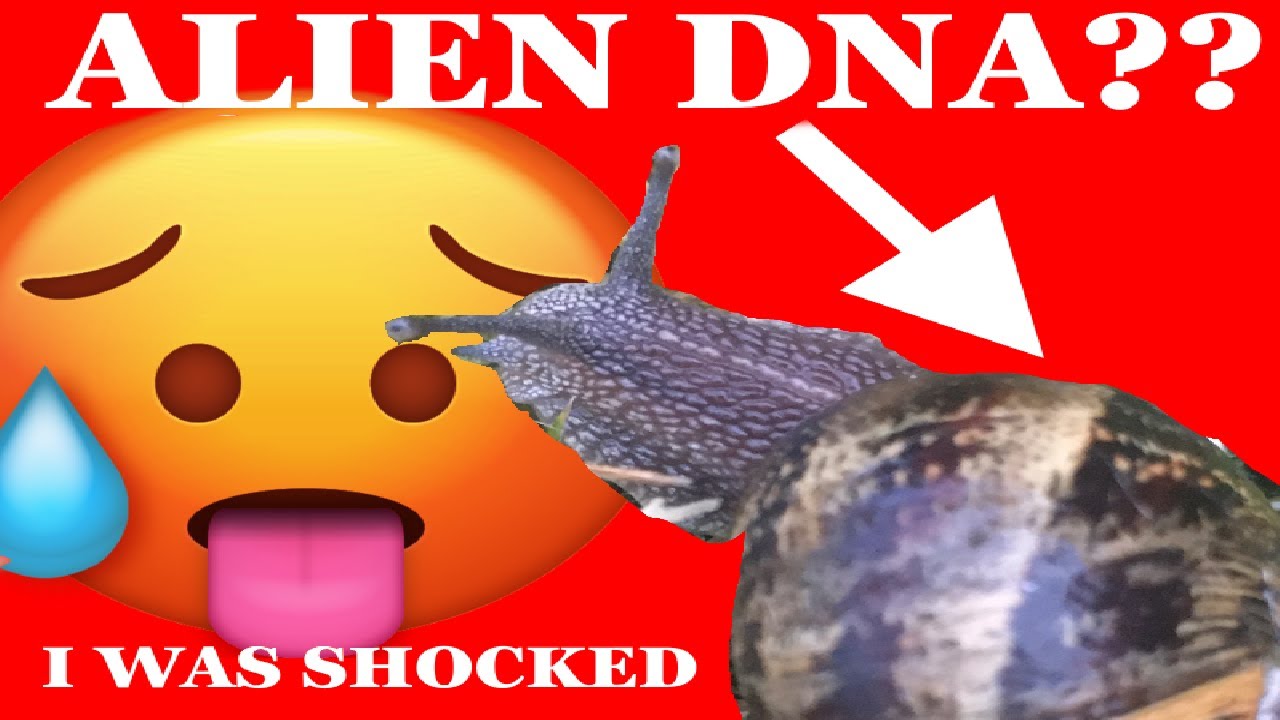 TOP FIVE SHOCKING FACTS ABOUT SNAILS YouTube TOP FIVE SHOCKING FACTS ABOUT SNAILS YouTube