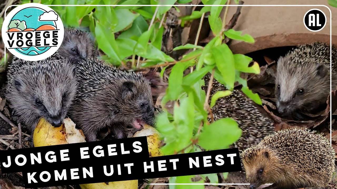 Egels zetten eerste stapjes in de wijde wereld | Zelf Geschoten ...