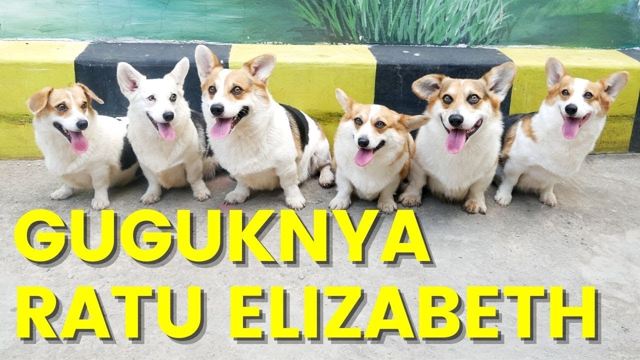 Corgi Di Rumah Guguk Lucu Banget. Kenalan Yuk! - YouTube
